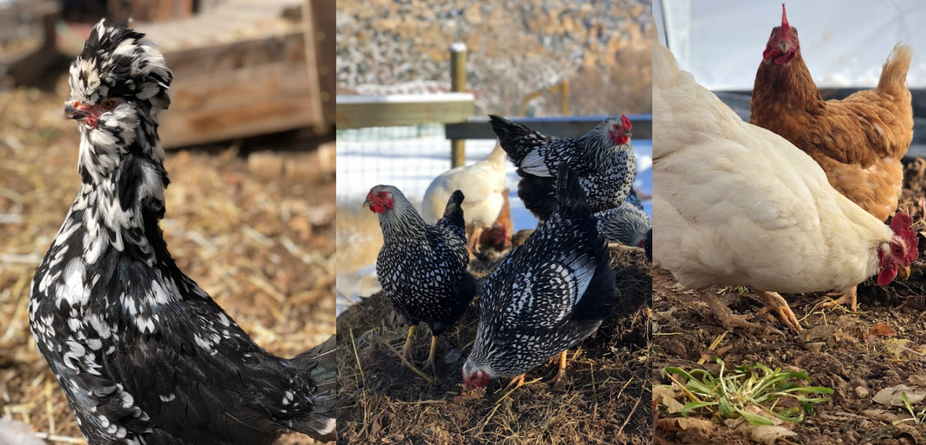 How to choose chickens for your backyard flock - The Forbes Family Farm