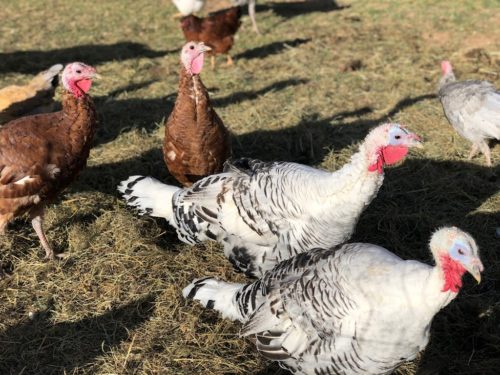 How to perfectly cook a heritage breed turkey - The Forbes Family Farm